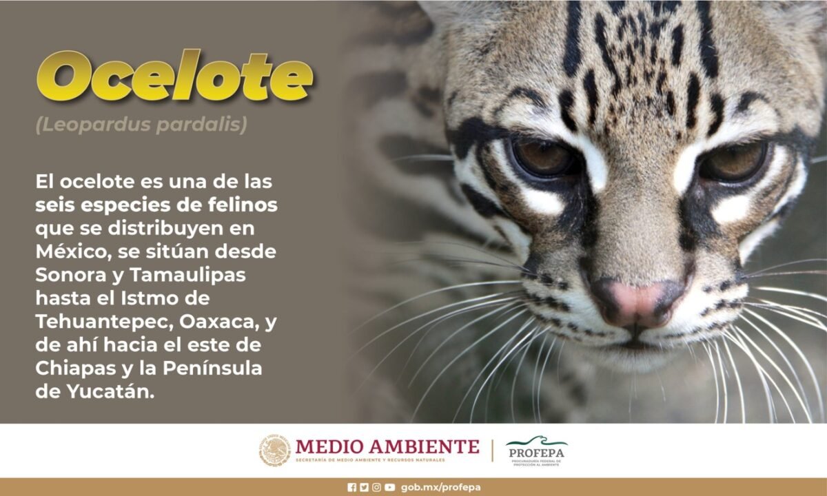 En qué tipo de ambiente vive el ocelote - Felinos.info