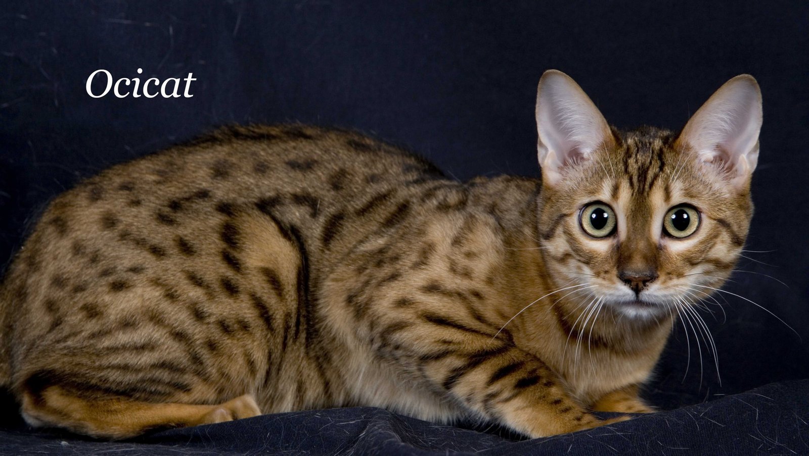 Diferencias entre ocelote y gato casero: pelaje, tamaño, hábitat ...