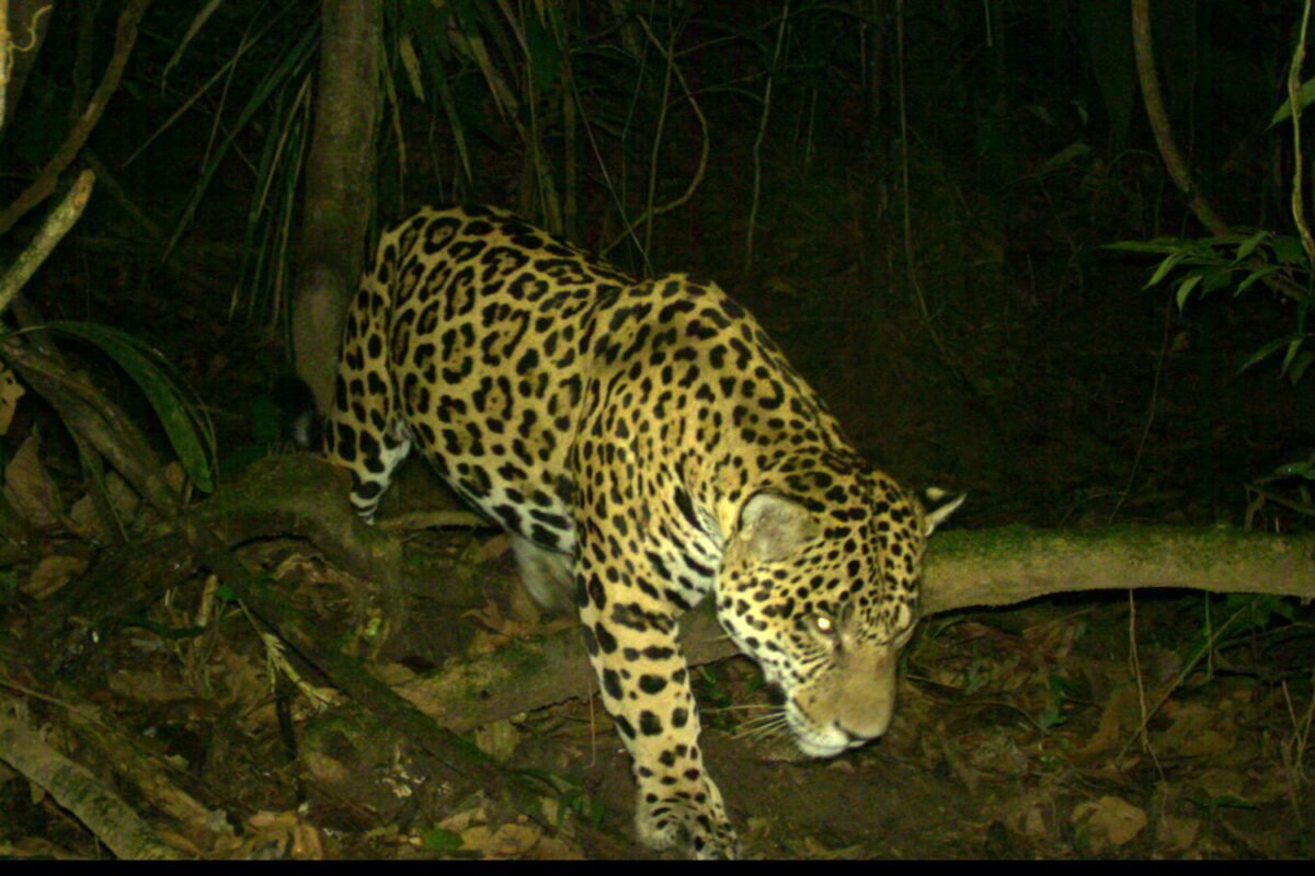 Diferencias entre pantera macho y hembra en anatomía y comportamiento ...