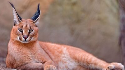 Cuál es la diferencia entre un gato doméstico y un lince - Felinos.info